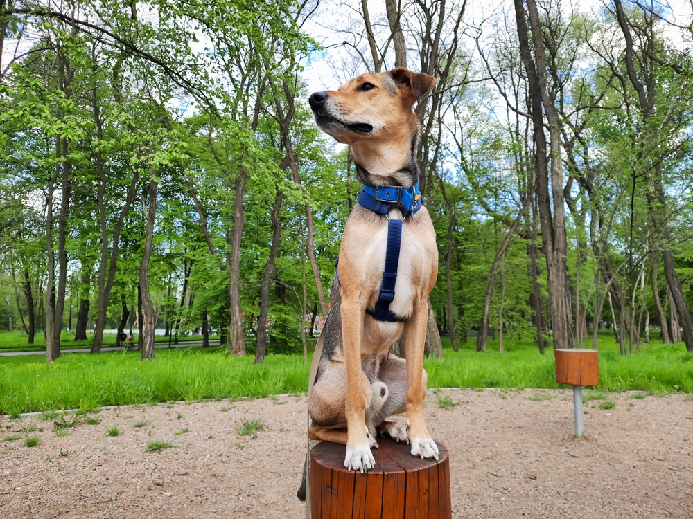 Understanding Canine Body Language: A Comprehensive Guide - Online Gists